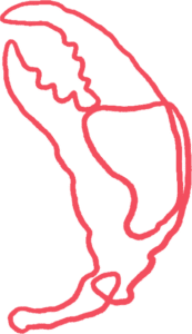 Faber Hammersmith | British Wine & Seafood Restaurants